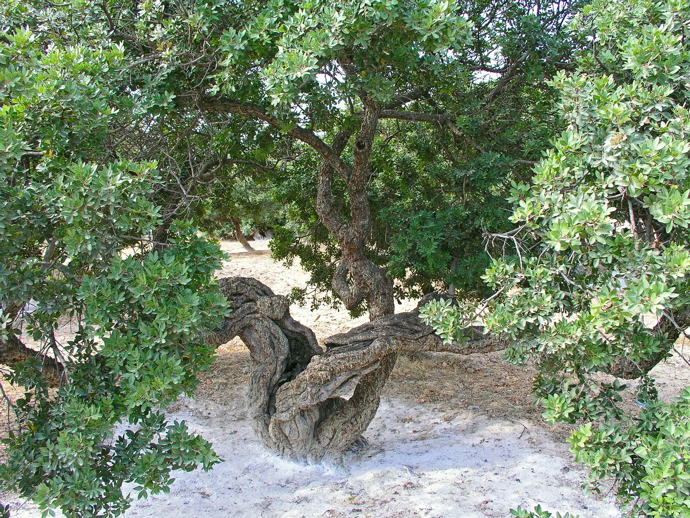 Αρχική - Anemos - Products with Natural Chios Mastic